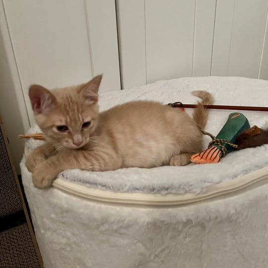 The long-term fallout of gutting long-term care