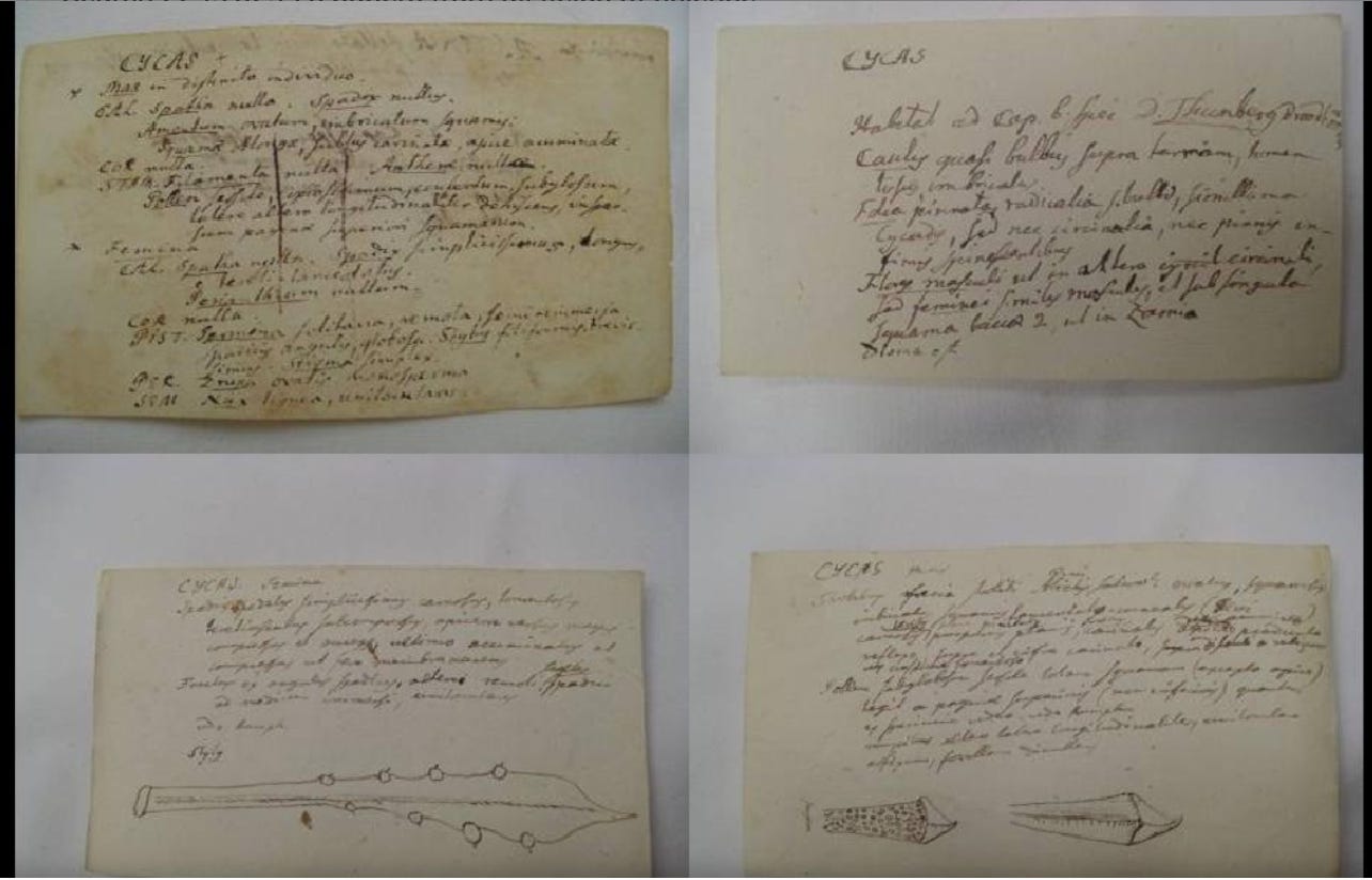 Carl Linnaeus's Note-Taking Innovations - by Jillian Hess