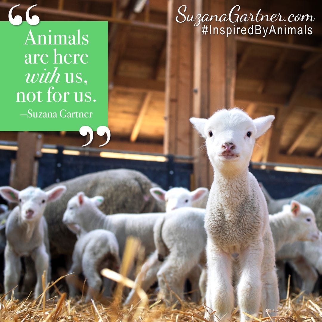 Ways to Celebrate Be Kind to Animals Month