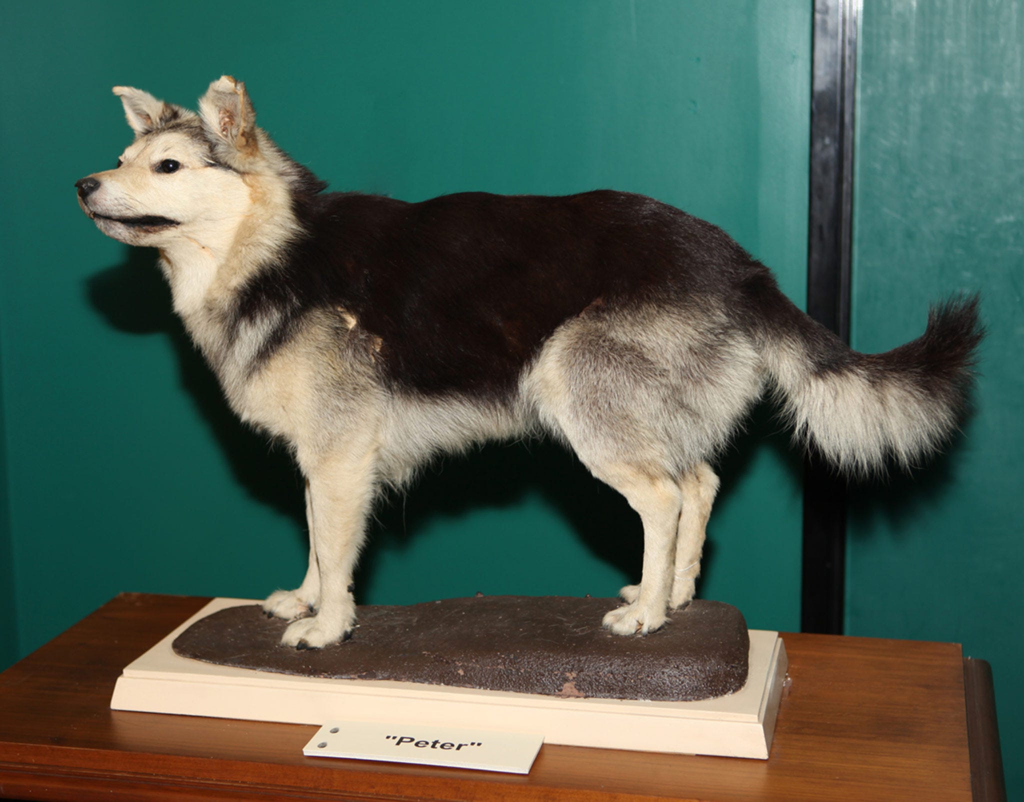 The Gruesome and Heroic Afterlife of Peter the Dog