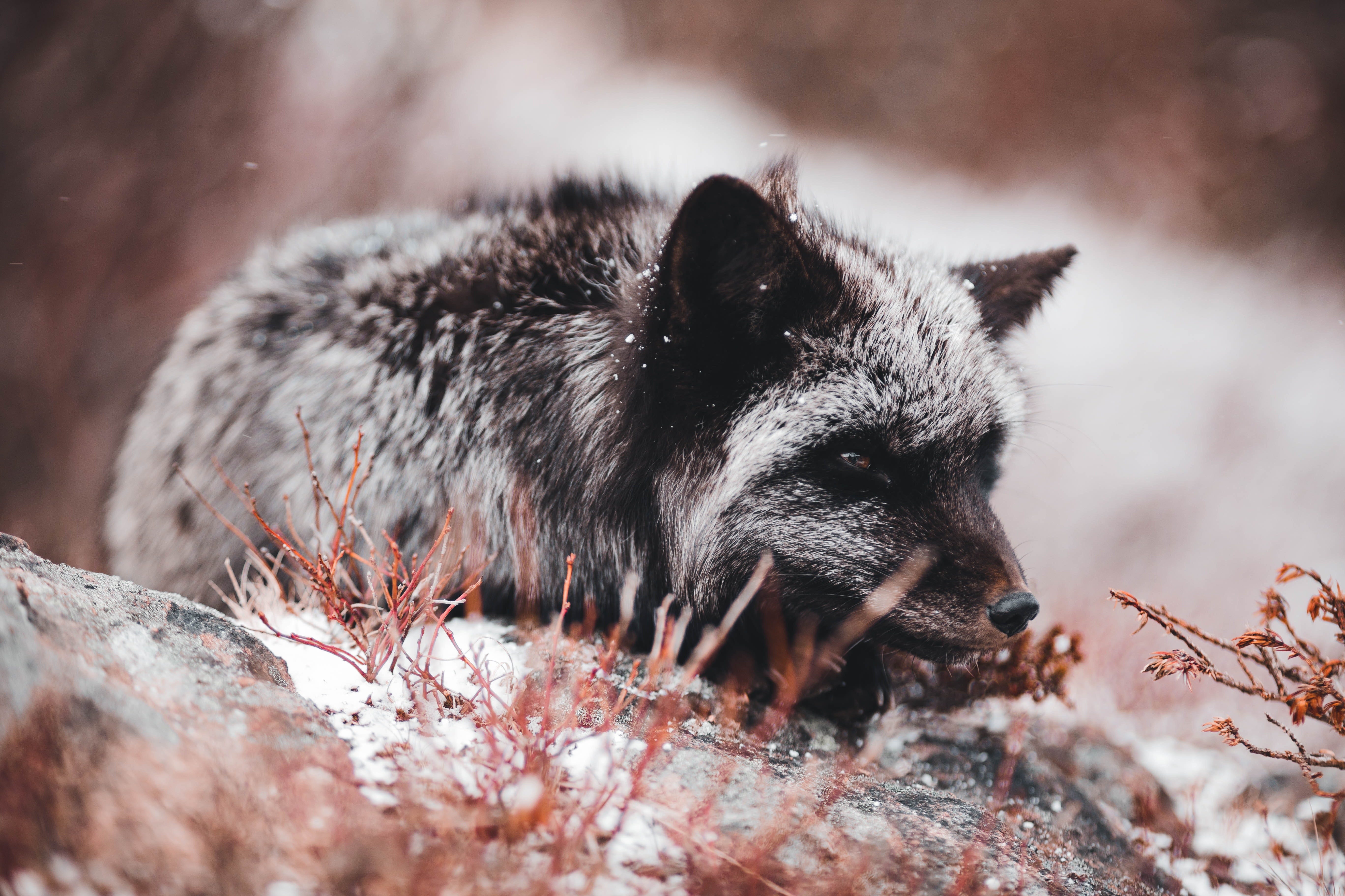 Domestication, Pushinka the fox, and the incredible experiments of ...