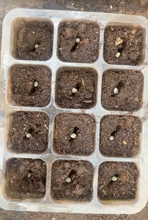 015: Spring Equinox (Regeneration) - Tomorrow House Intl