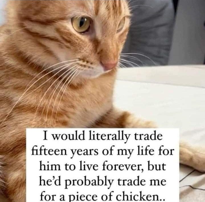 sunday memepool: more cat memes - by el gato malo