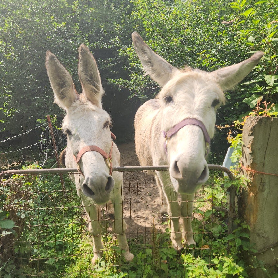 Bonnie Jo Campbell | Substack