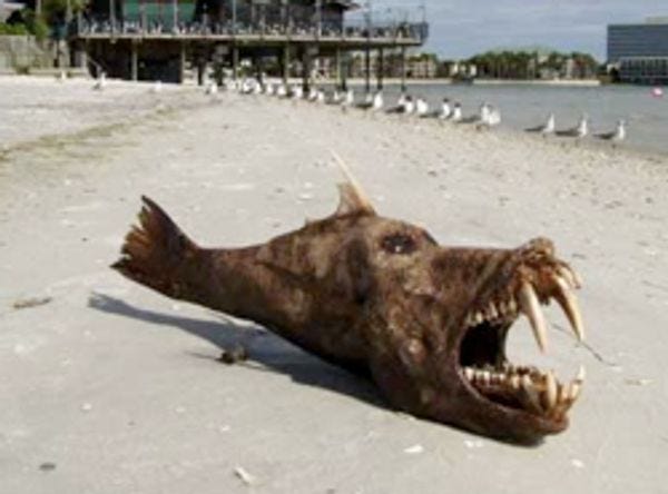 Florida Tea Party Adopts Grievance Against Endangered Manatees