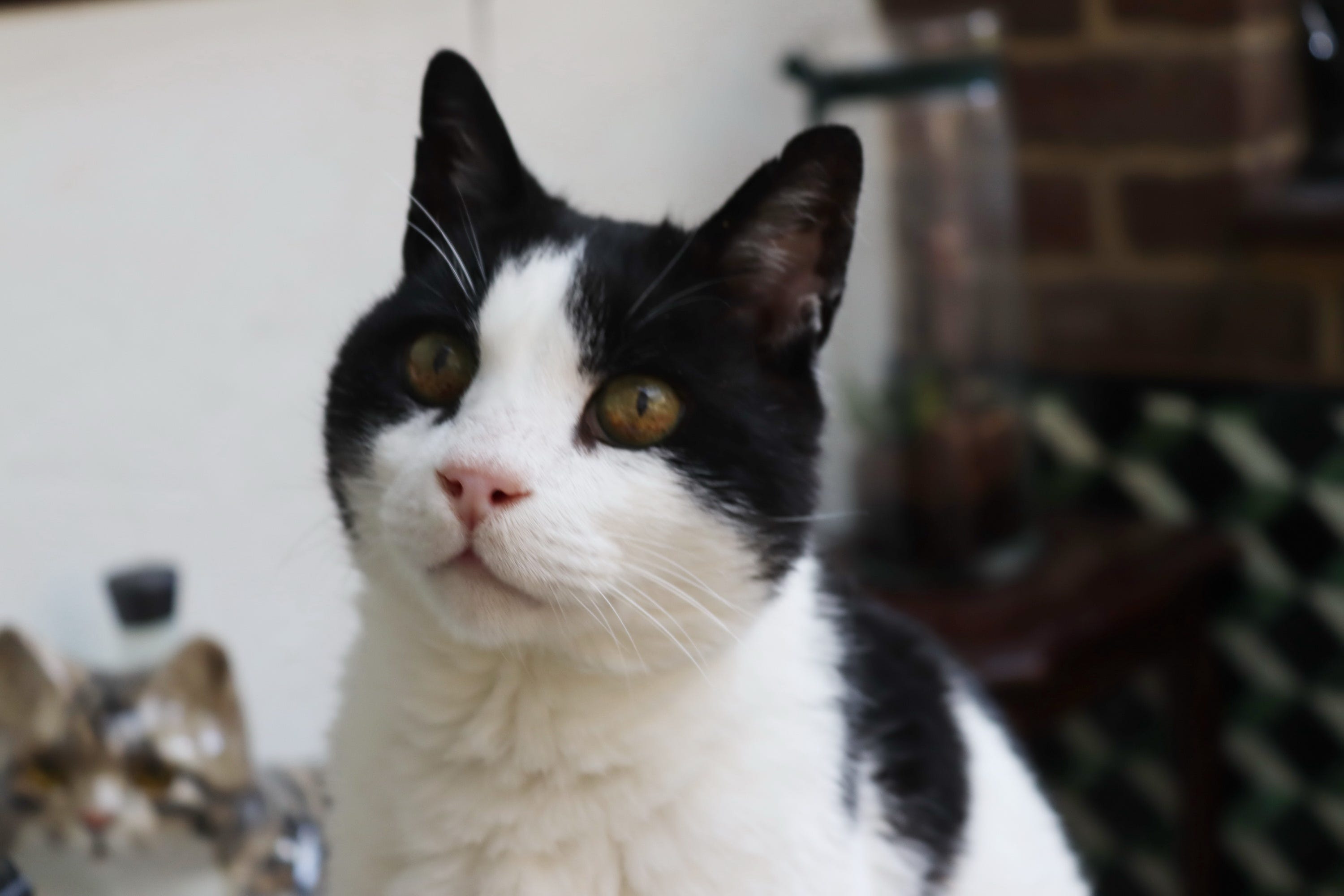 CAT OLYMPICS 2024 - FENCING event - Mick Mercer's Panache