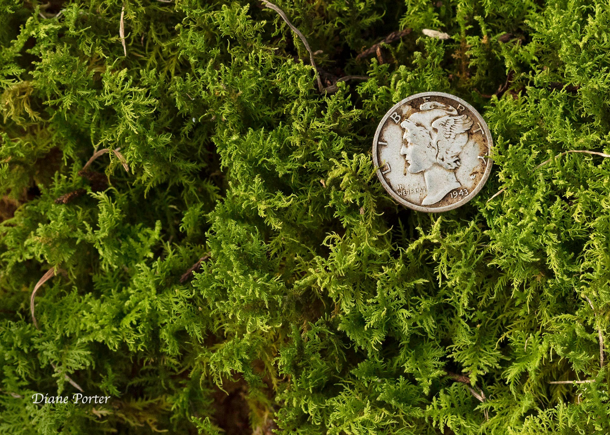 Fern Moss - by Diane Porter - My Gaia