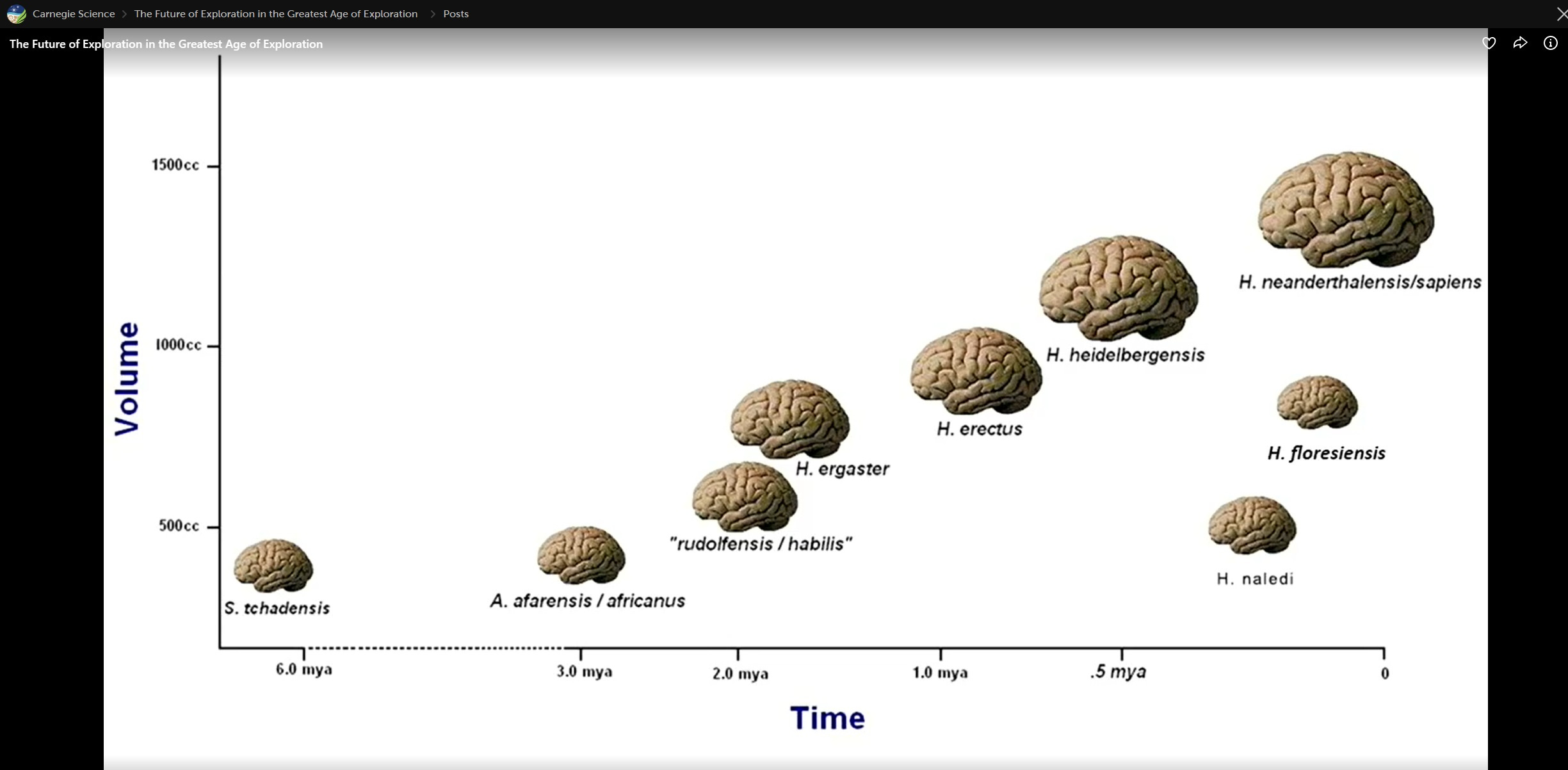 Anomalous Genome Rearrangement Preceded the Modern Human Brain