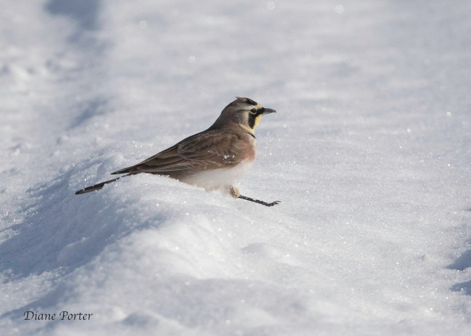 Horned Larks - by Diane Porter - My Gaia