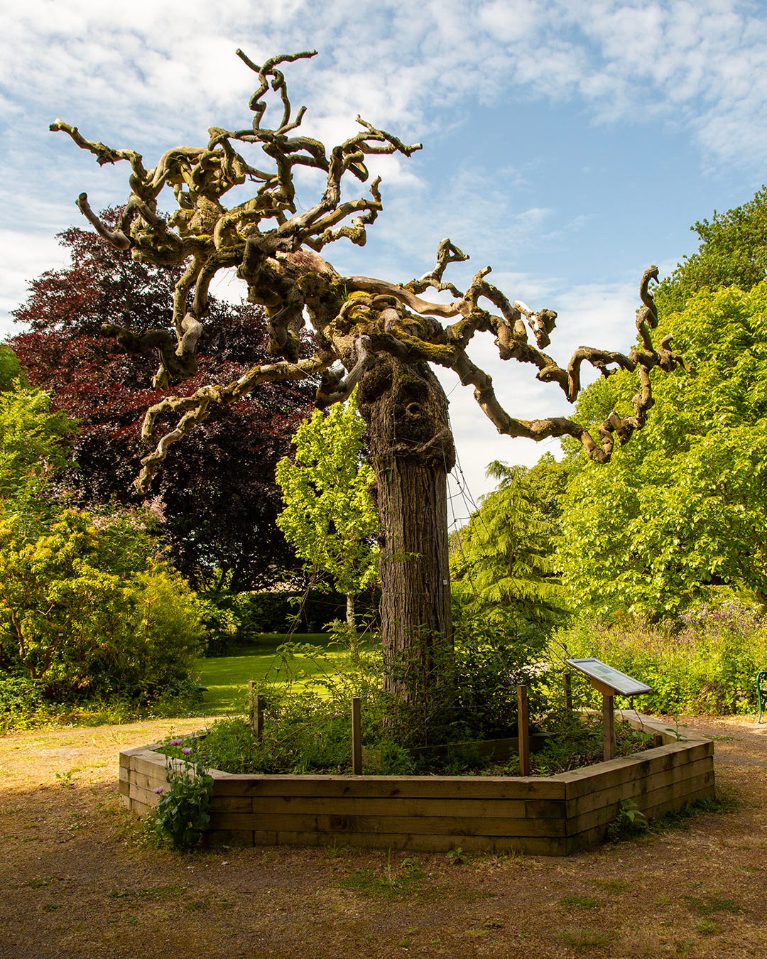 8. Split The Winds Tree - by Paul Wood - The Street Tree