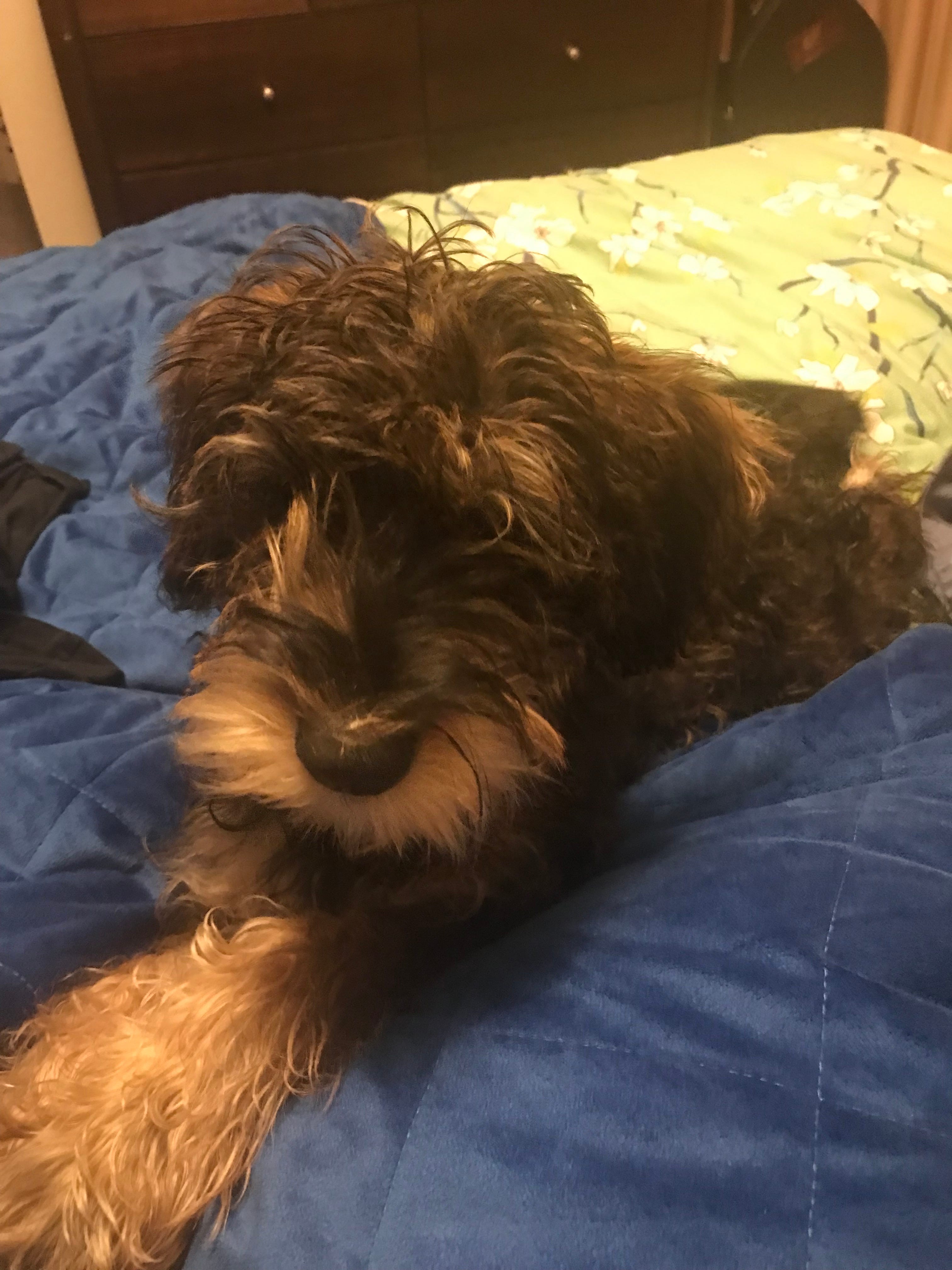 The lurgy has hit - by Katy Barnett - What Katy Did