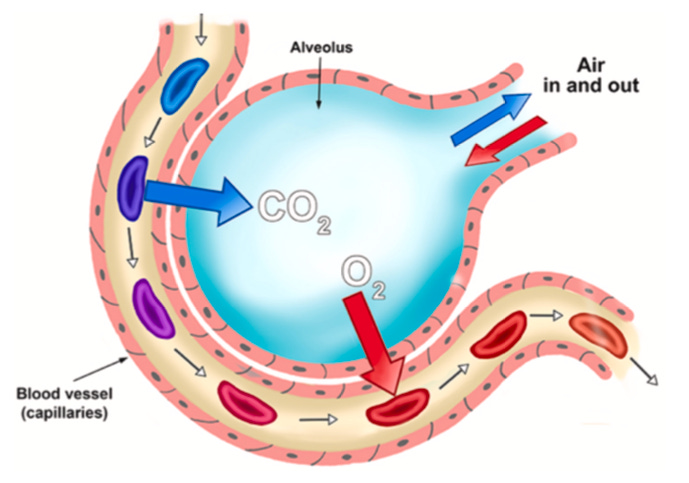 Do We Breathe Oxygen? - by Remnant MD - Remnant | MD