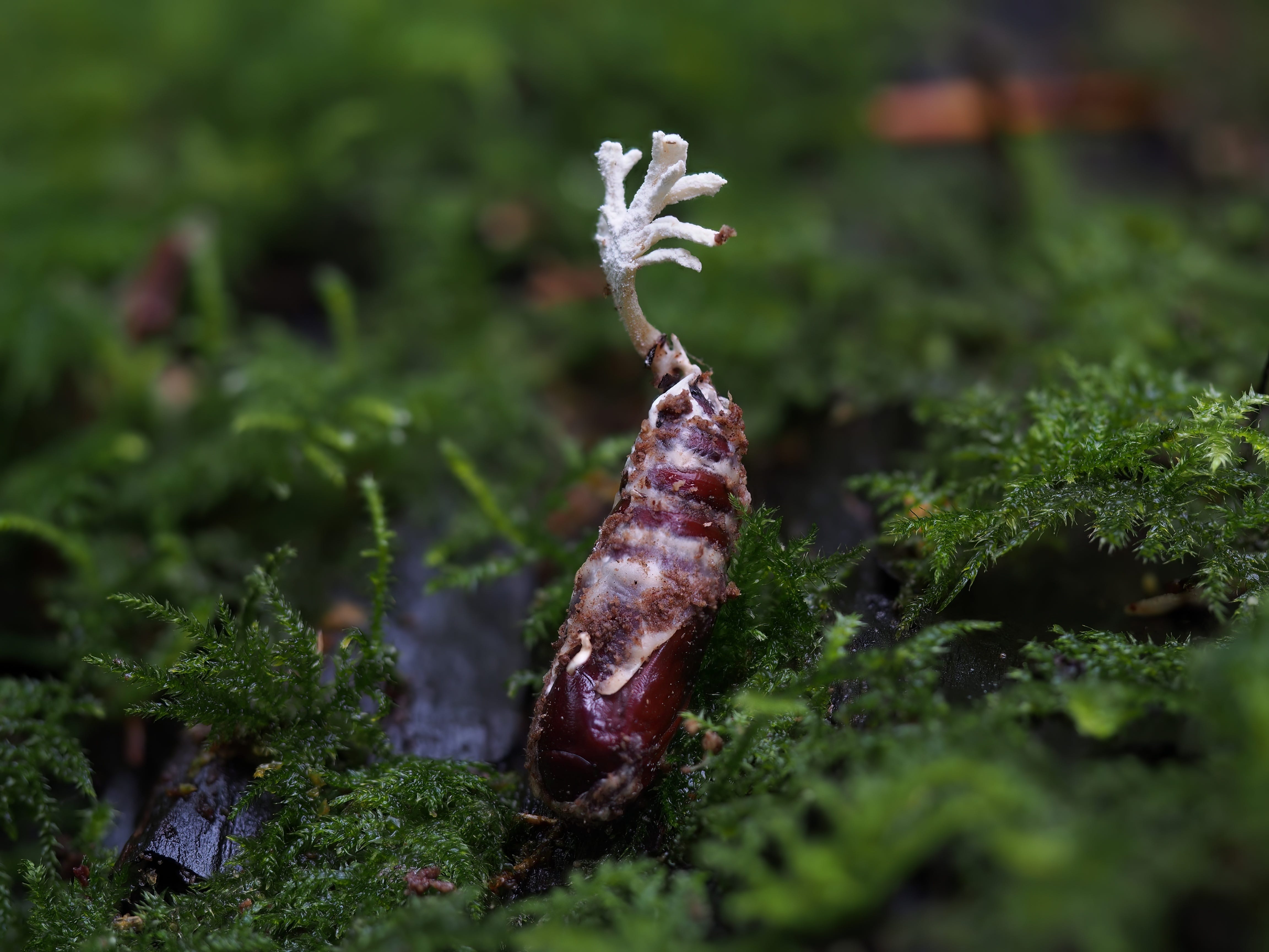 Zombie Apocalypse of the Insect World: A Closer Look at Cordyceps