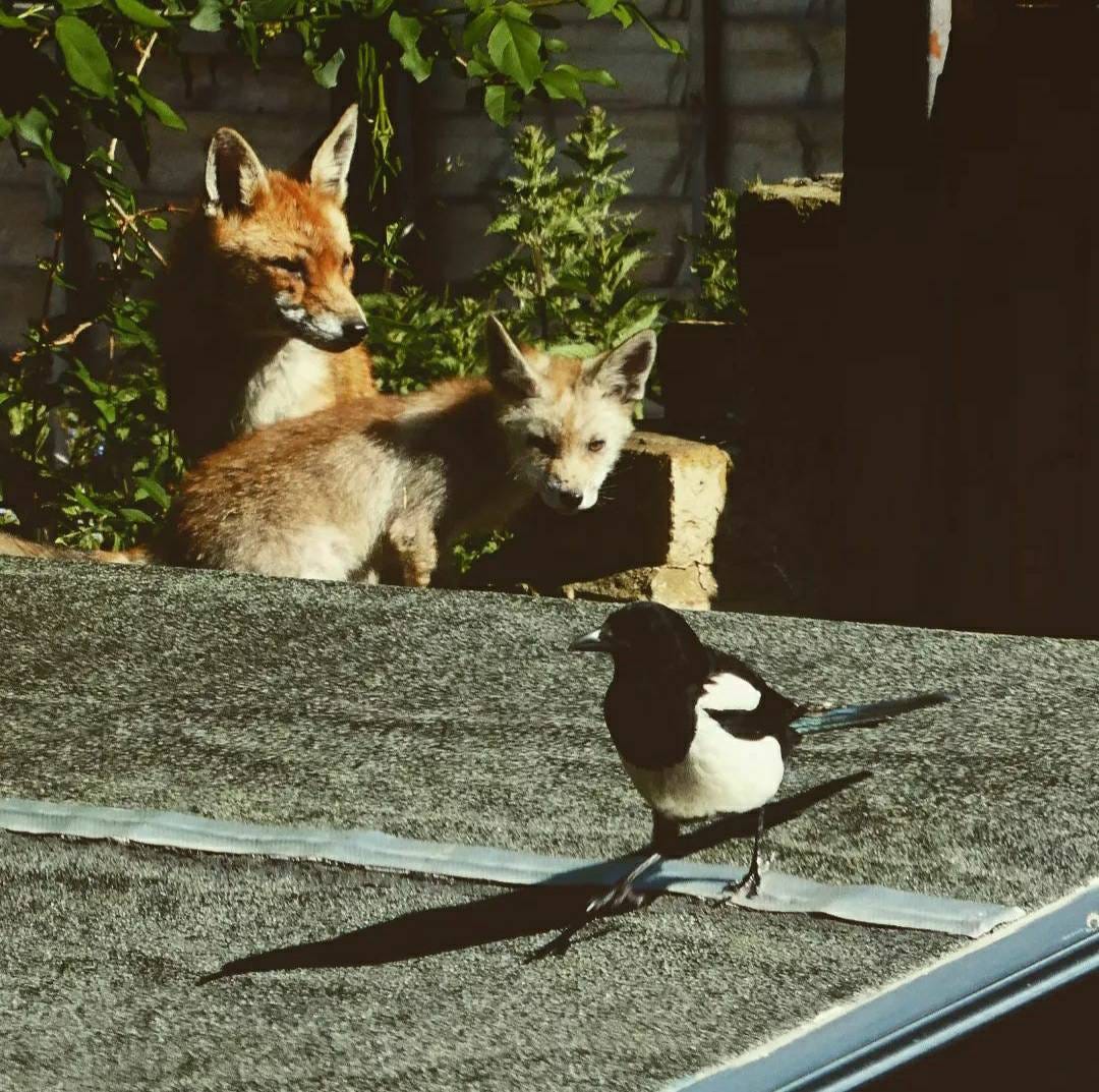 Foxes in the City - by Ruth Bradshaw