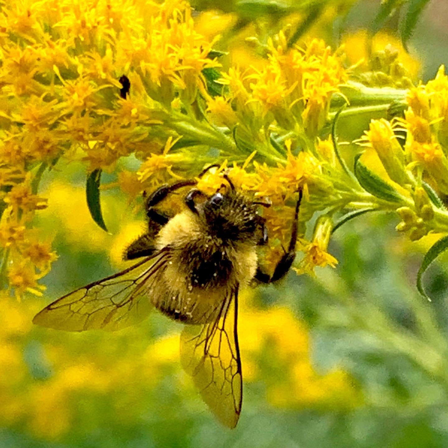 Denise Trull | Substack