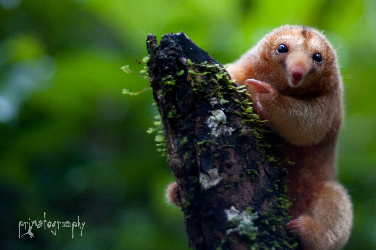 Bestiale #68 - by Leonardo Mazzeo - Bestiale