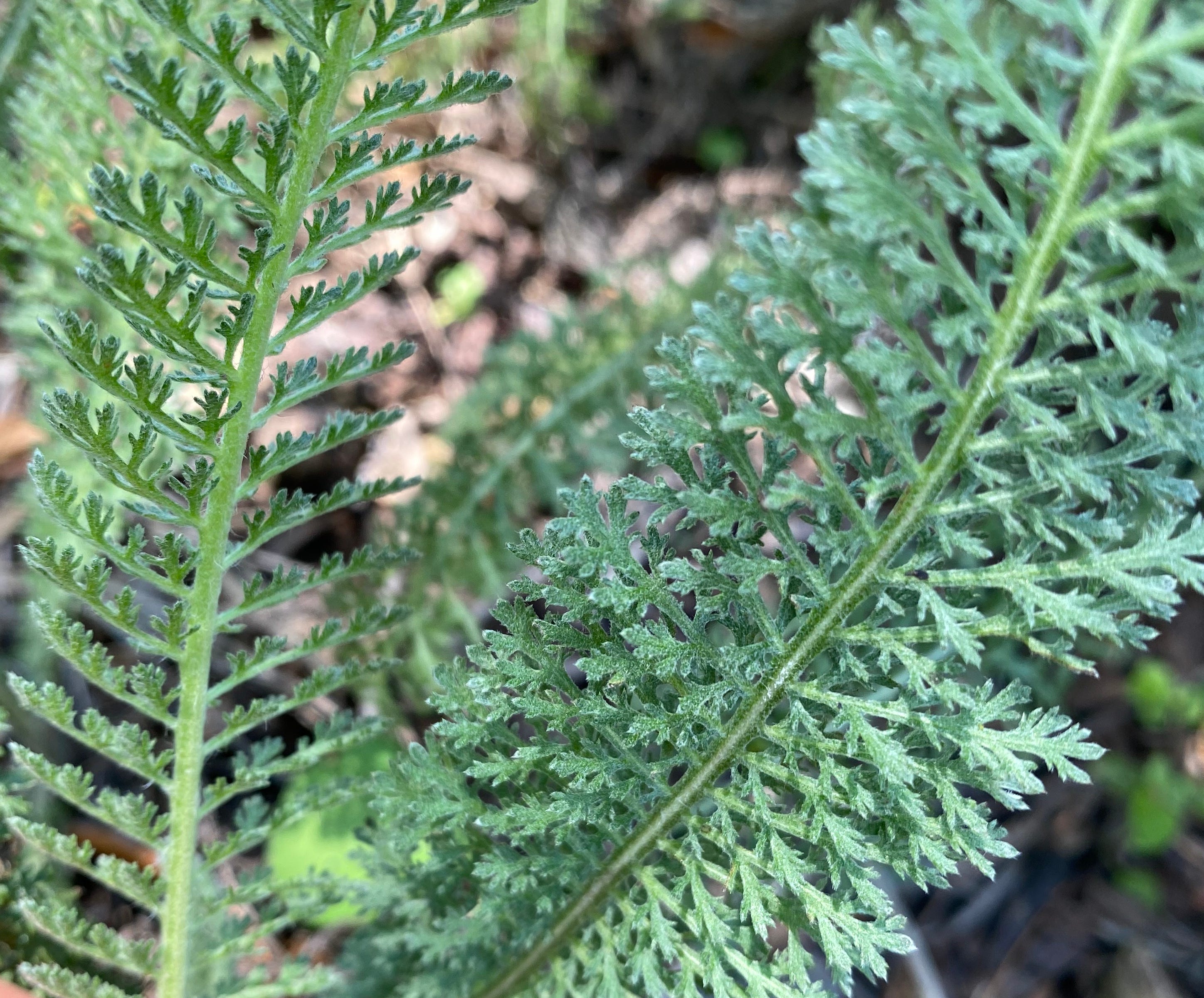 Yarrow - by weedom1 - weedom