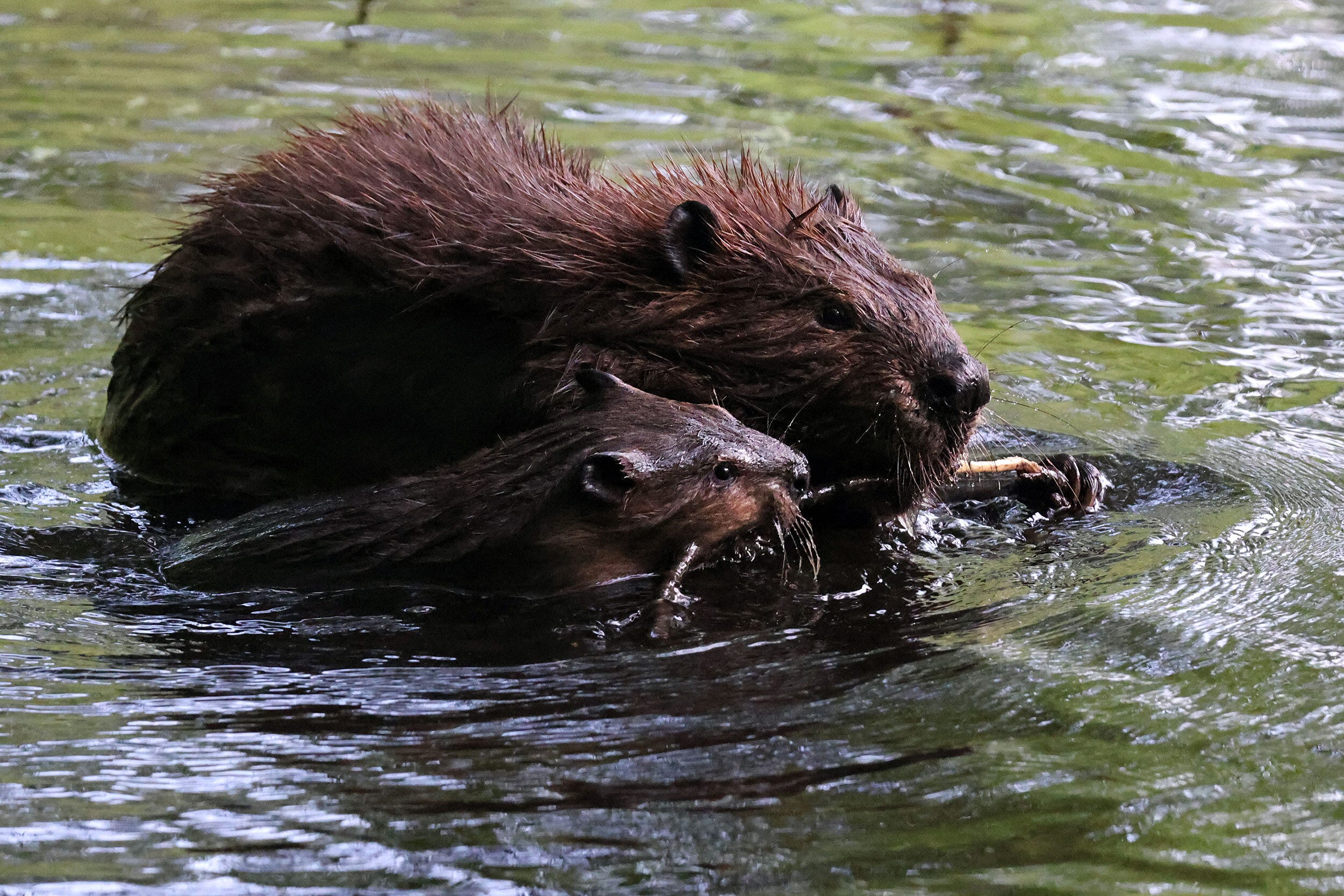Why beavers are killed - by Jakob Shockey