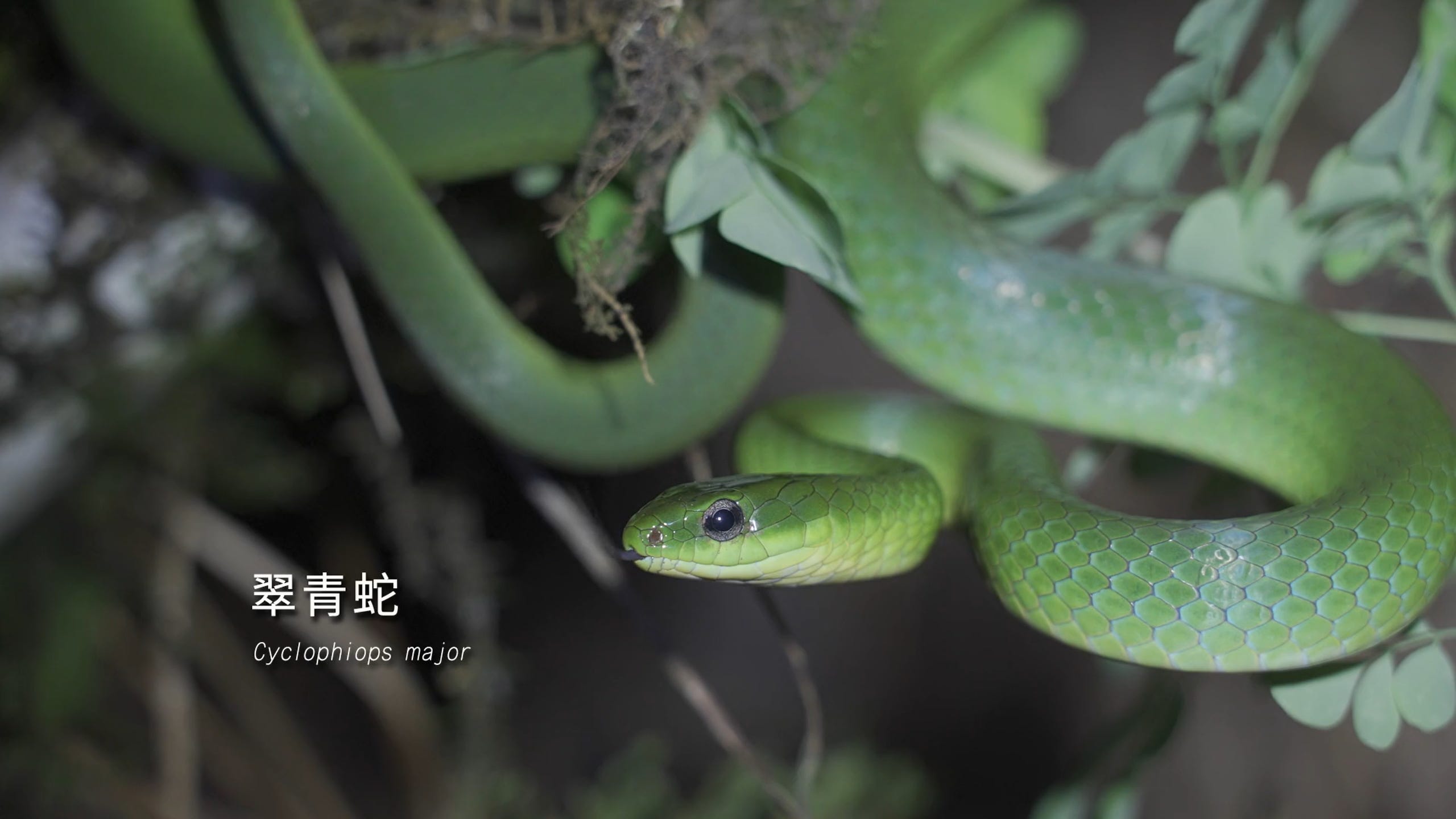 Did Snakes Once Have Feet? How Did They Lose Them?