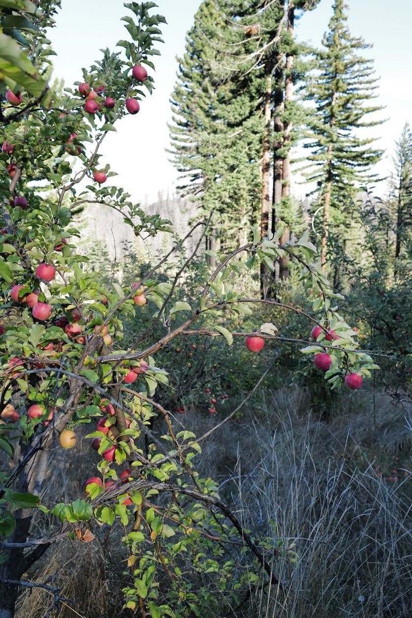 Late Harvest Apples - Decode the World