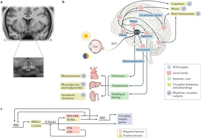 Why Nighttime Light Exposure is So Harmful for Cardiovascular Health