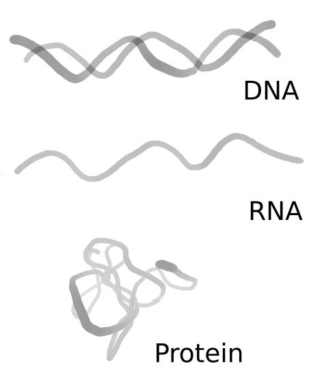 Statistical analysis of biological sequences