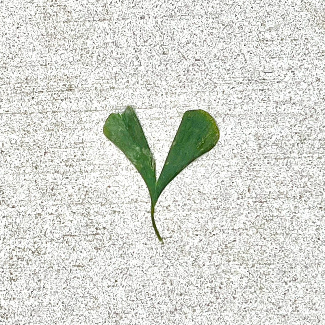 Elizabeth Gilbert | Substack