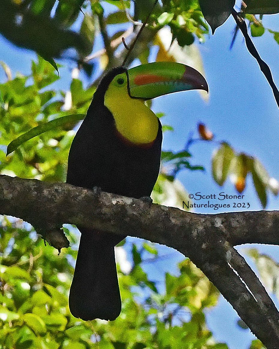 Toucans! - by Scott Stoner