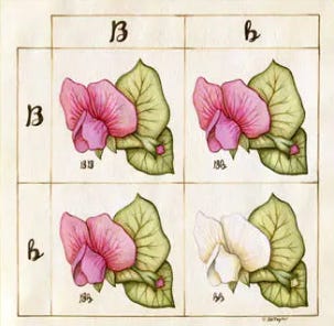 A Difference of Opinion - by Memetic Sisyphus