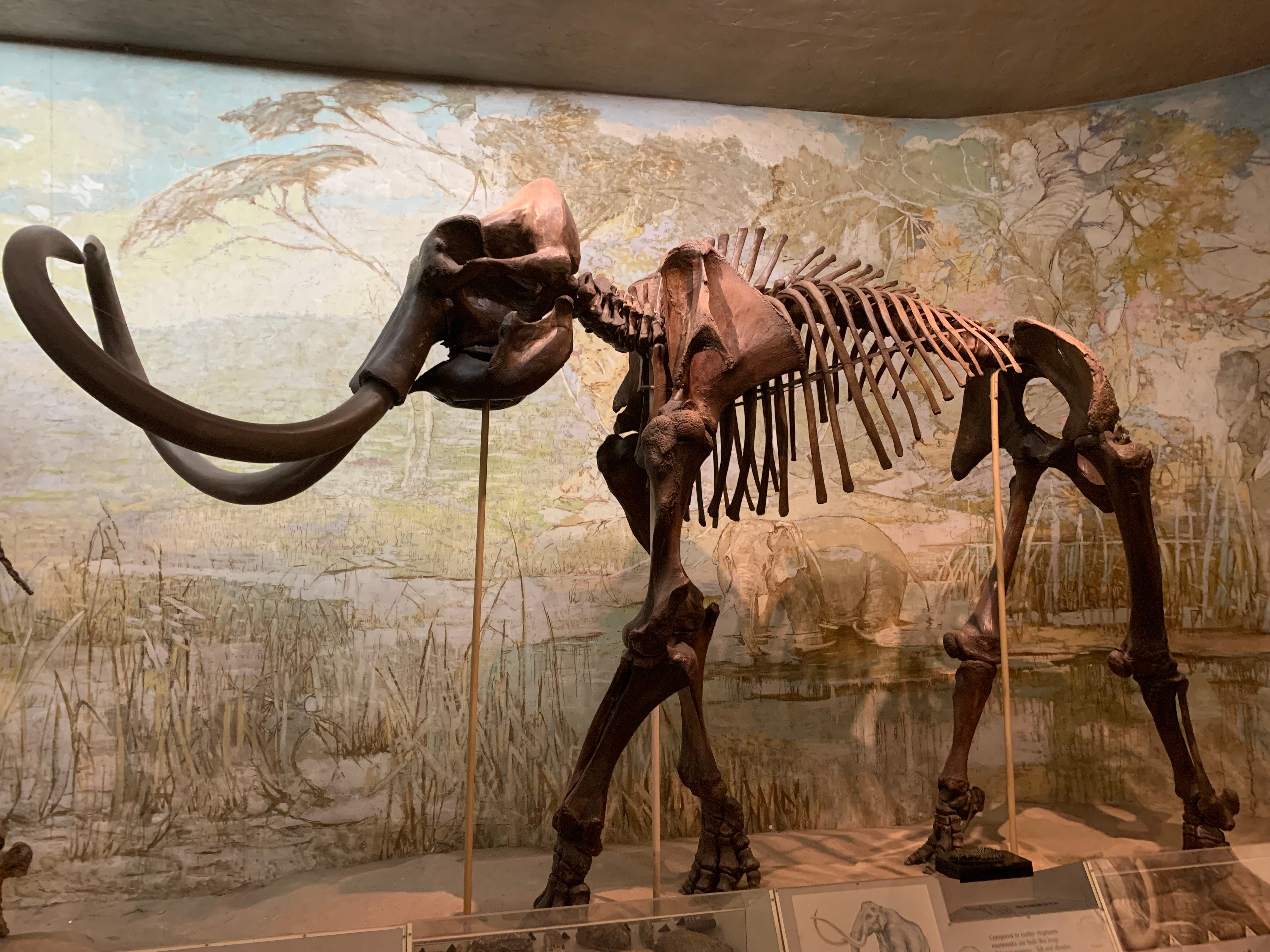 Mammuthus Jeffersonii - by K.L. Orion - The Wannabe Author