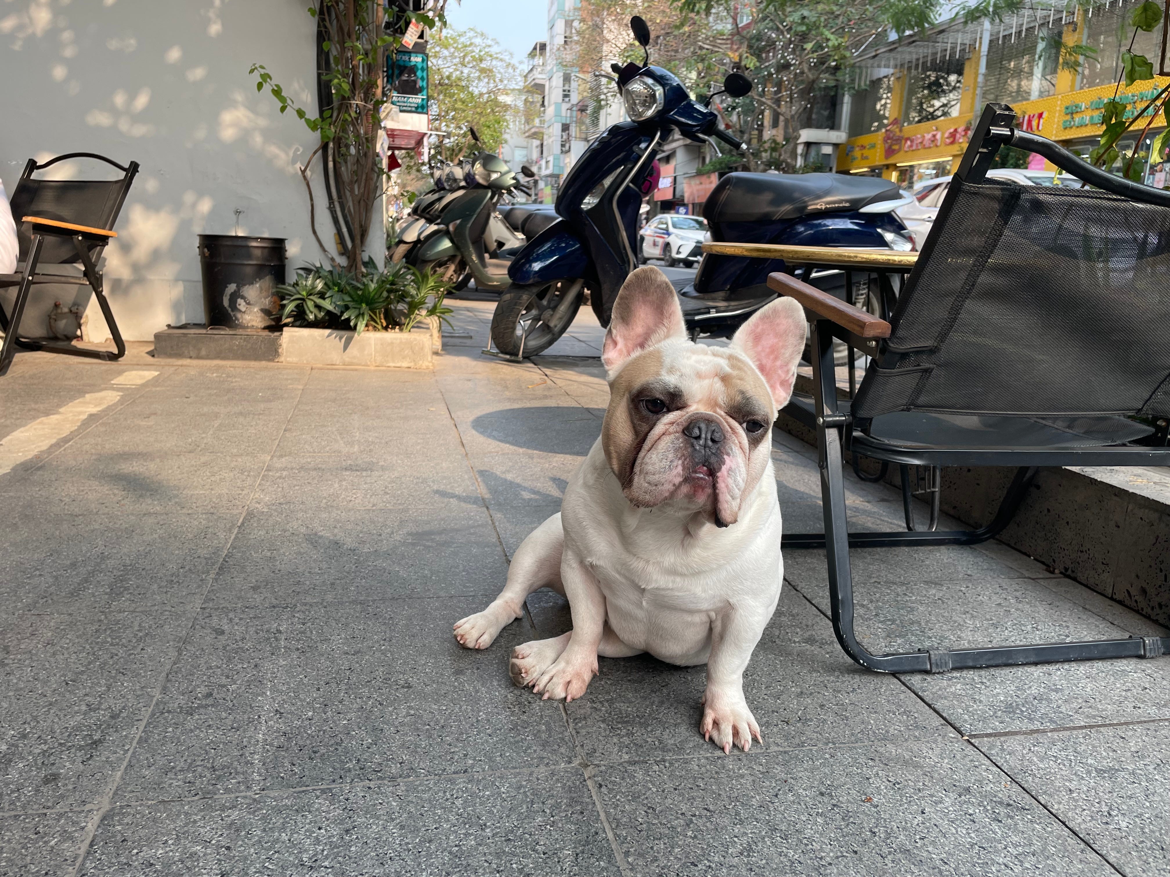 Dogs of Hanoi - by Daniel Rowe - Offworld