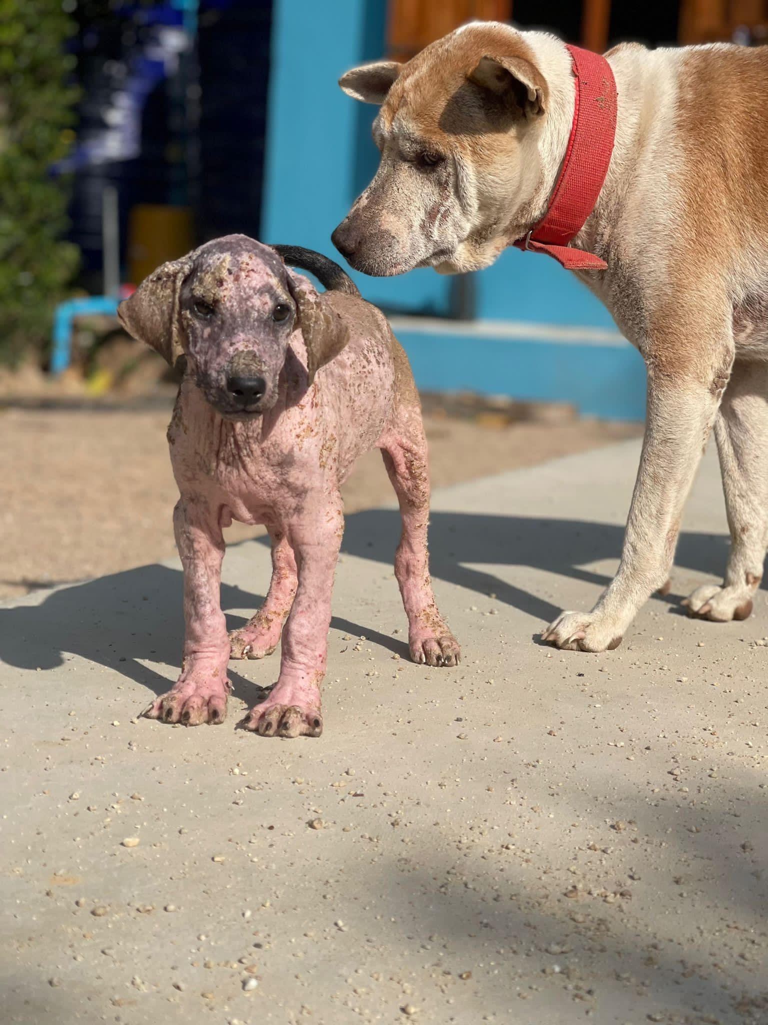 25 Quick Fire FAQs About Rodney - by Niall Harbison