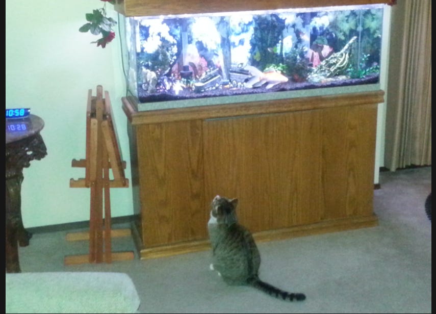 The Quadrivium: The Lost Tools of STEM - by Macrobius