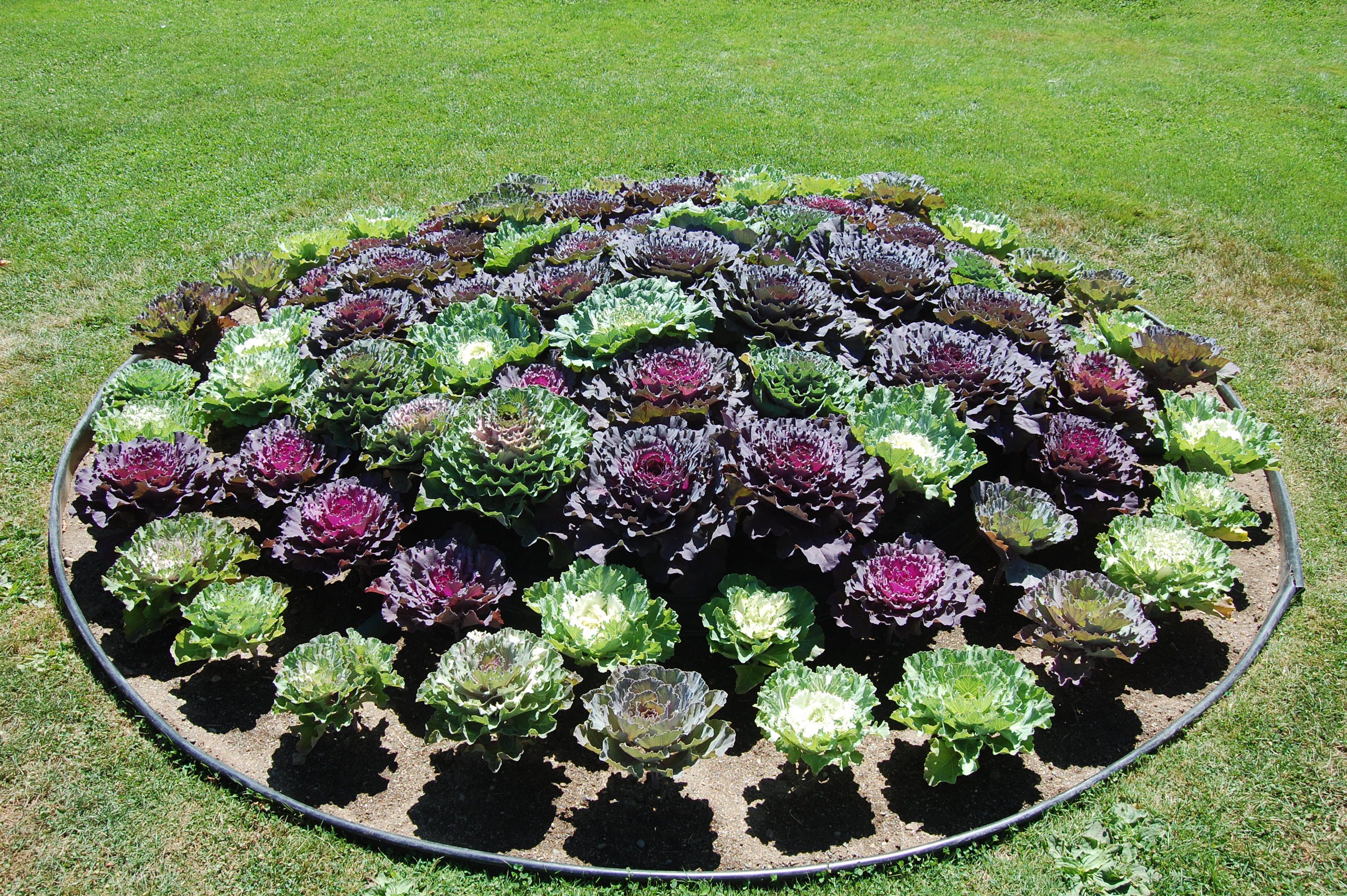 The Ultimate DIY Guide to Creating Spectacular Circular Garden Beds