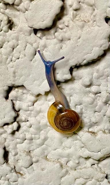 Valley of The Anthropocene: Animal Life in Canoga Park