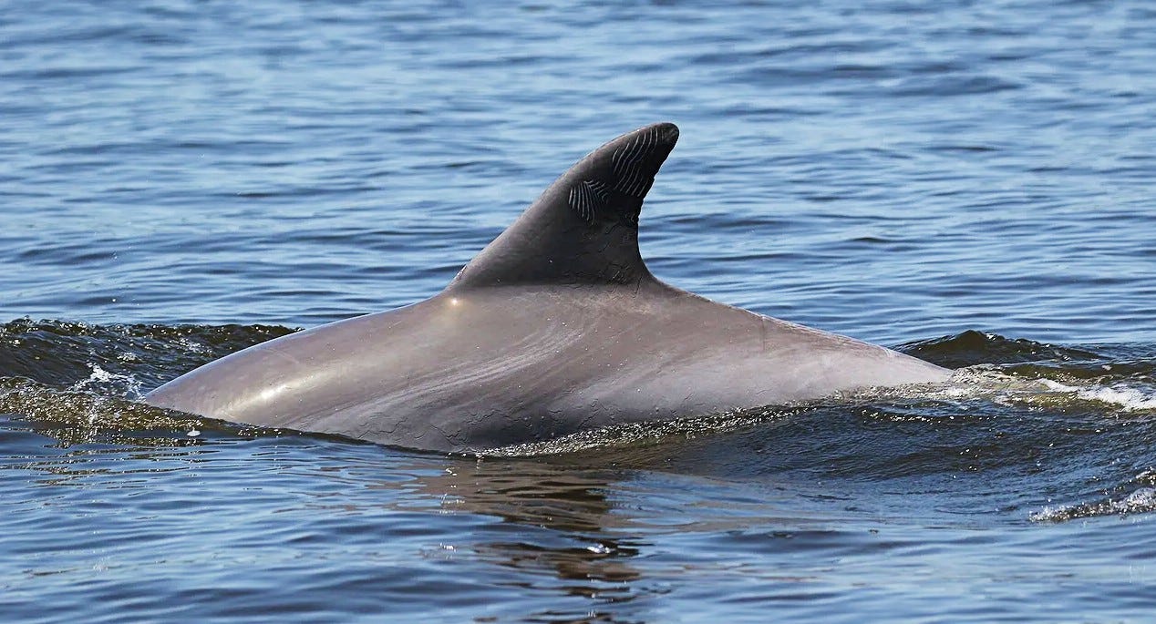 Q&A: The Mystery of Saltwater Dolphins Swimming Upriver to Clay County