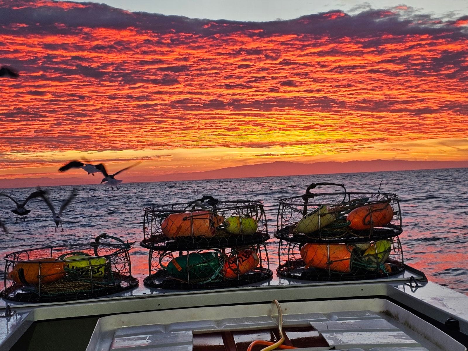 Will pop-up crab pots save Bodega Bay's crabbing industry?