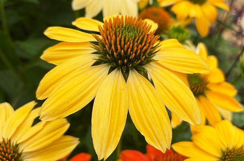 Garden Gram #13: Ten Things to Love About Coneflowers