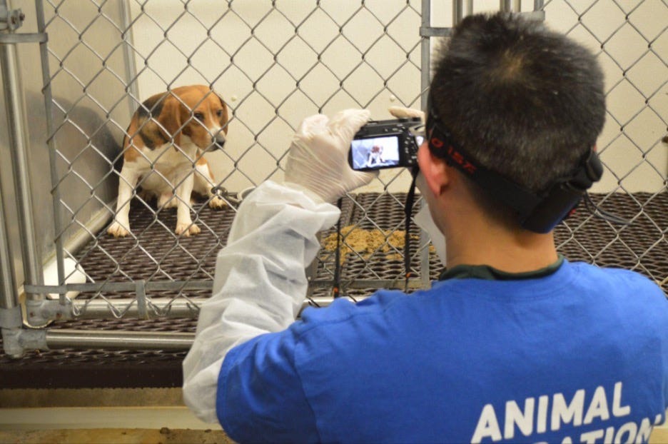 When Is It Permissible to Rescue a Dog in Peril?