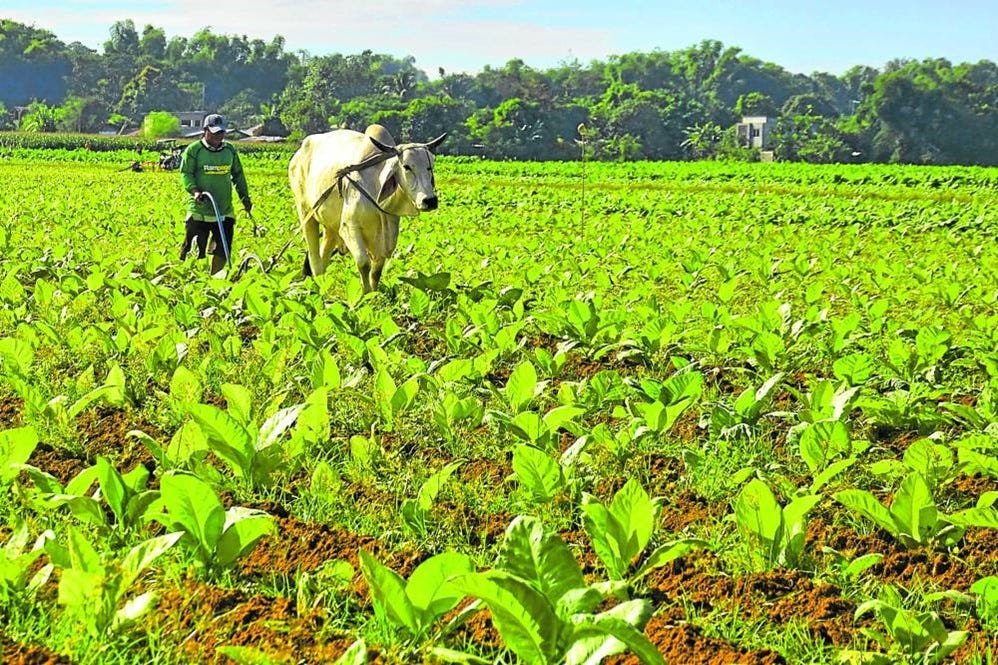 WHO Seeks to Switch Farmers From Tobacco Cultivation