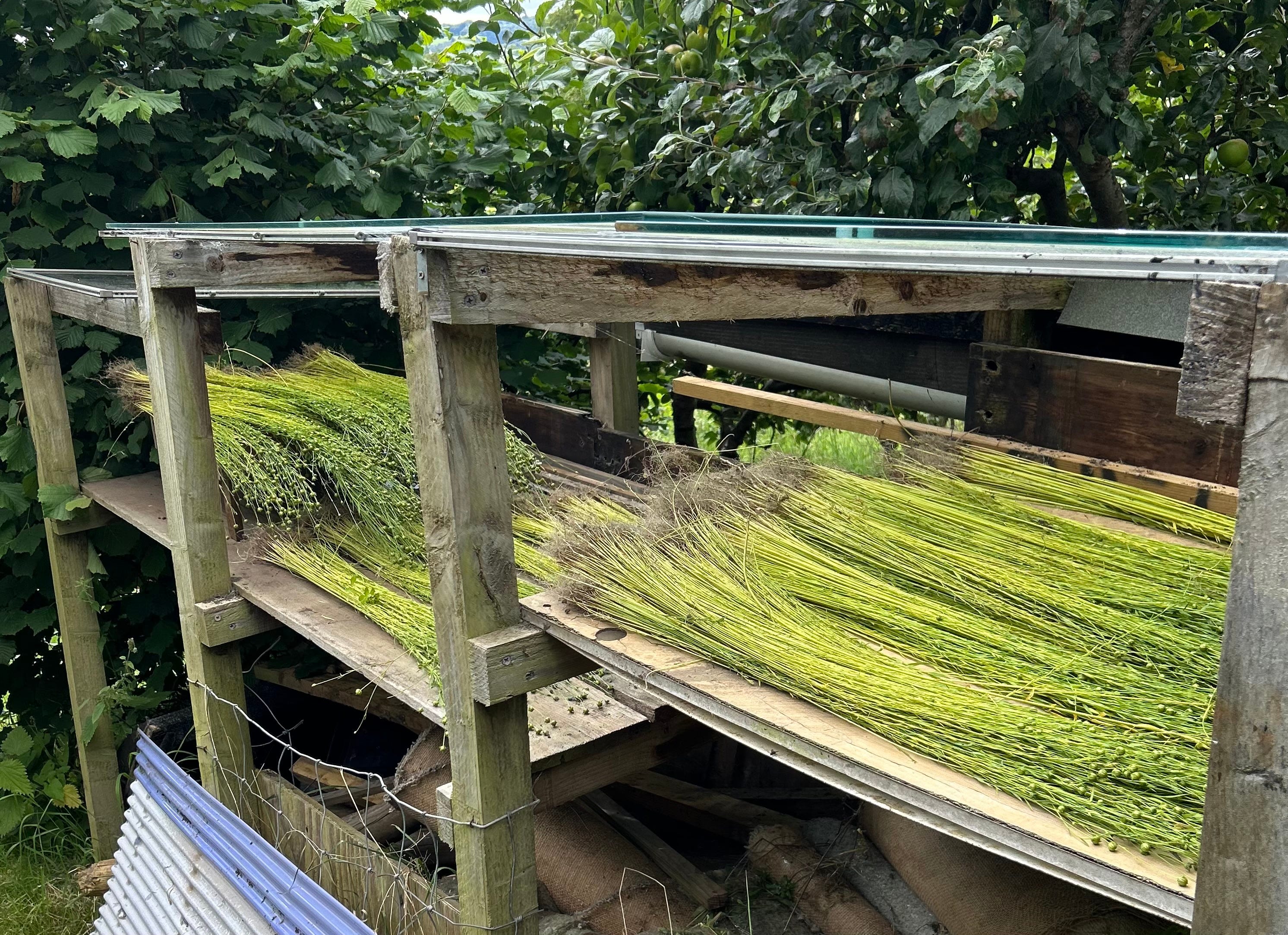 Flax harvest - Alice Fox’s Substack