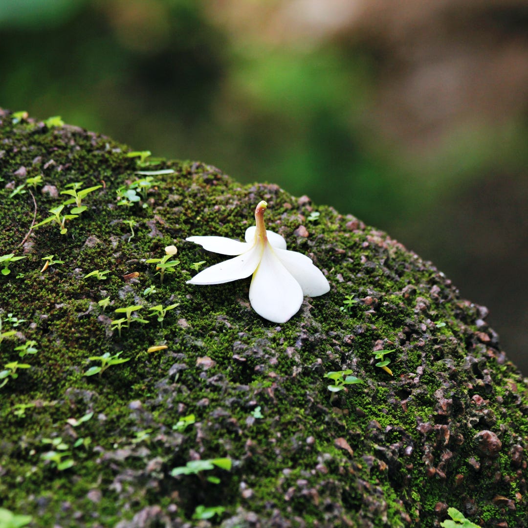 Embrace Forgiveness, Release Pain - ACIM Miracle Mornings