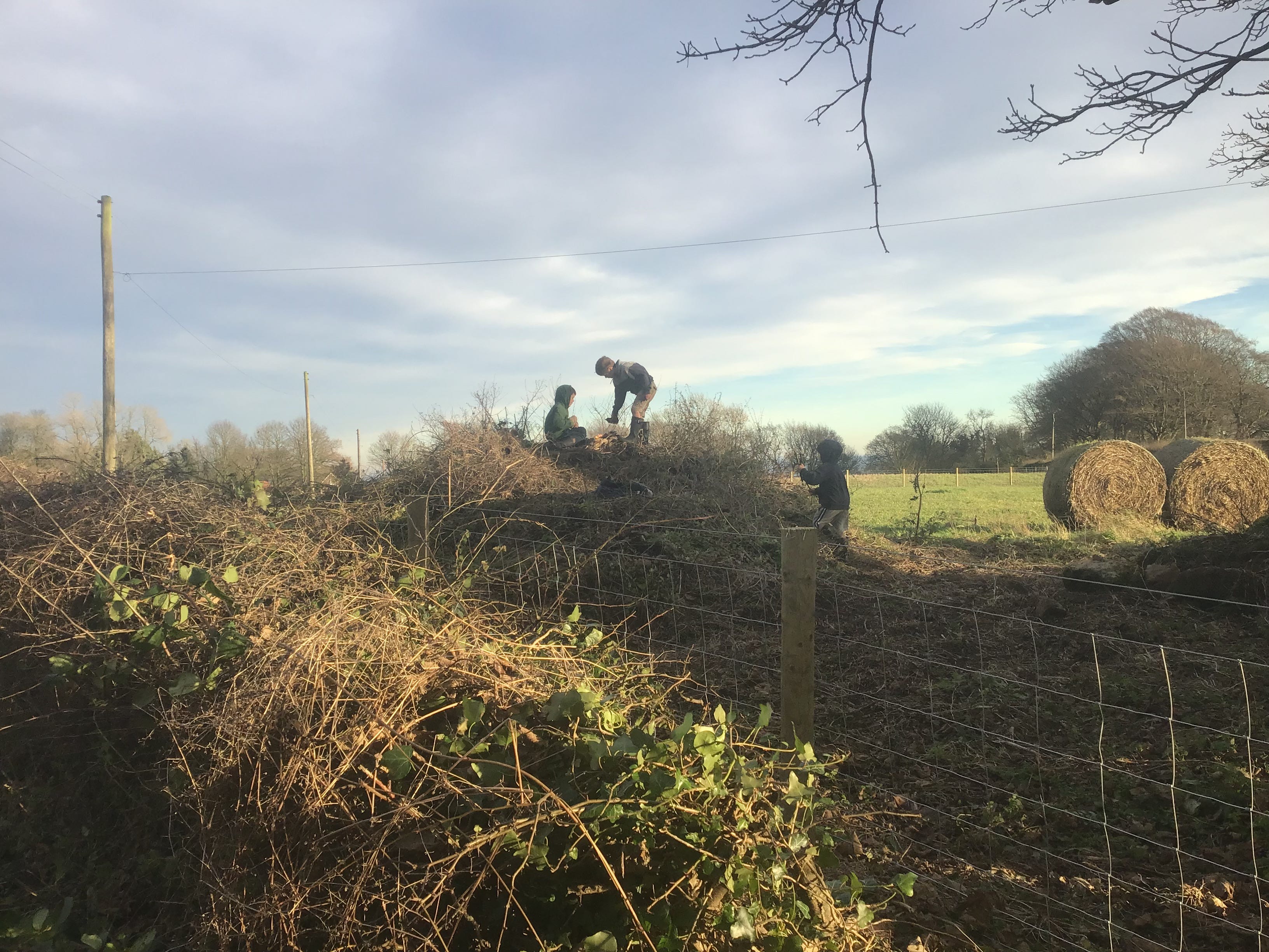 Hedging for The Future - by Ruby Tildsley