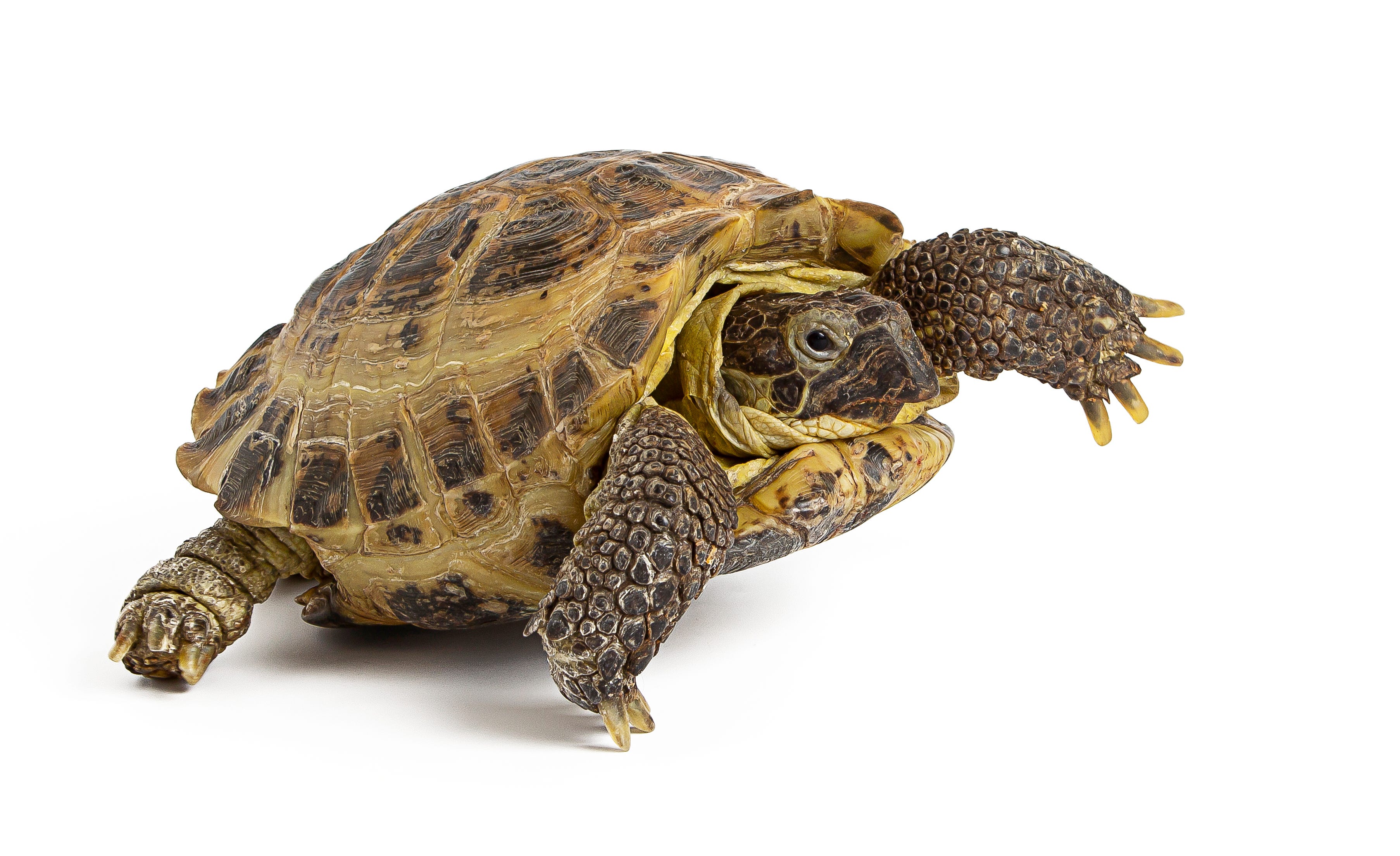 Claudia Suzanne | Substack