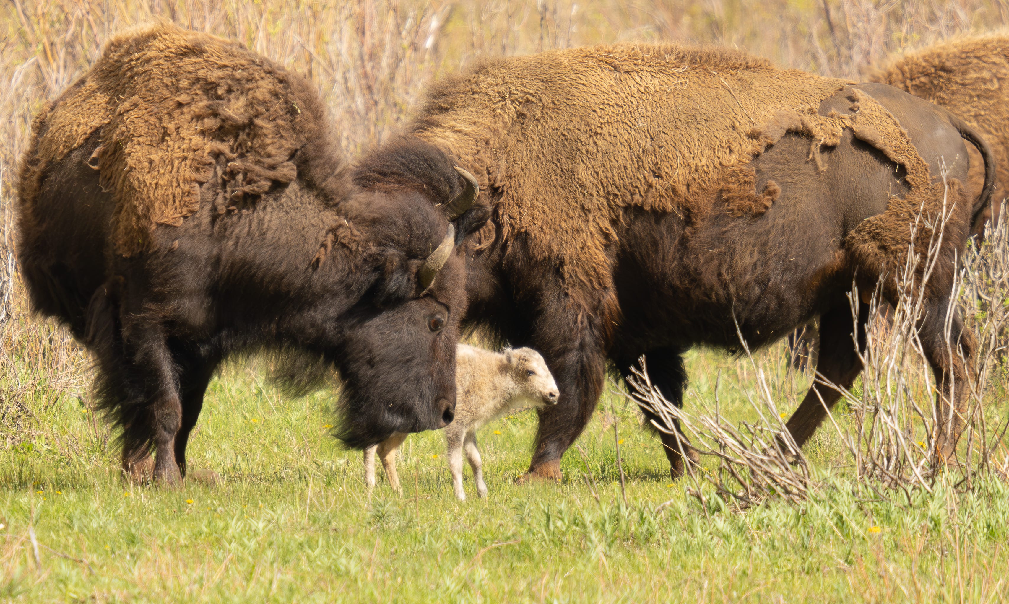 National Park Service confirms birth of rare white bison calf inside ...