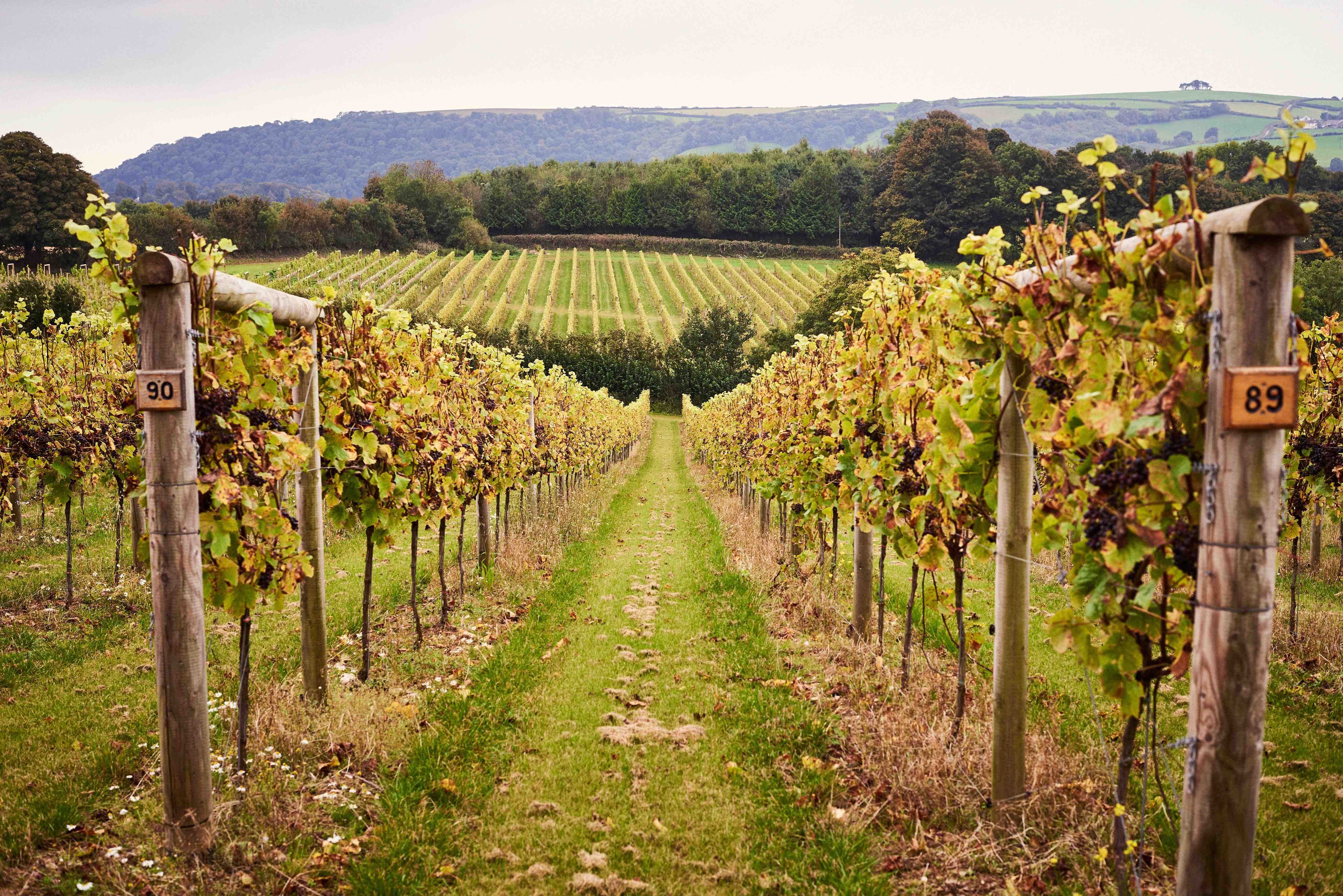 The best English vineyards to visit in 2024