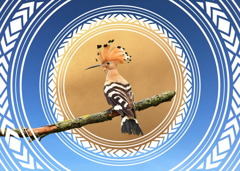 Hoopoe - by Wietske Merison - Gift from the Heavens