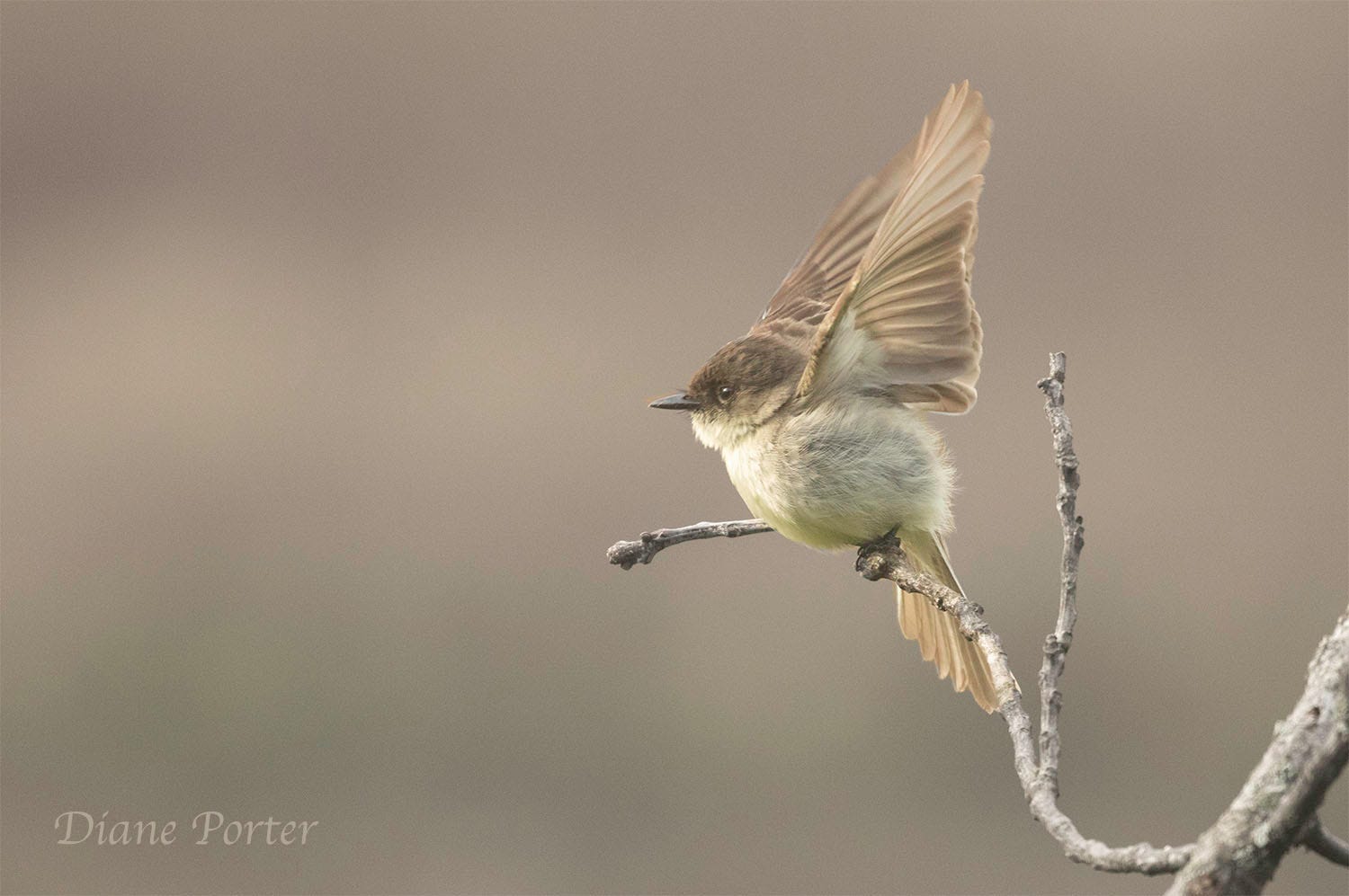Eastern Phoebe Flying