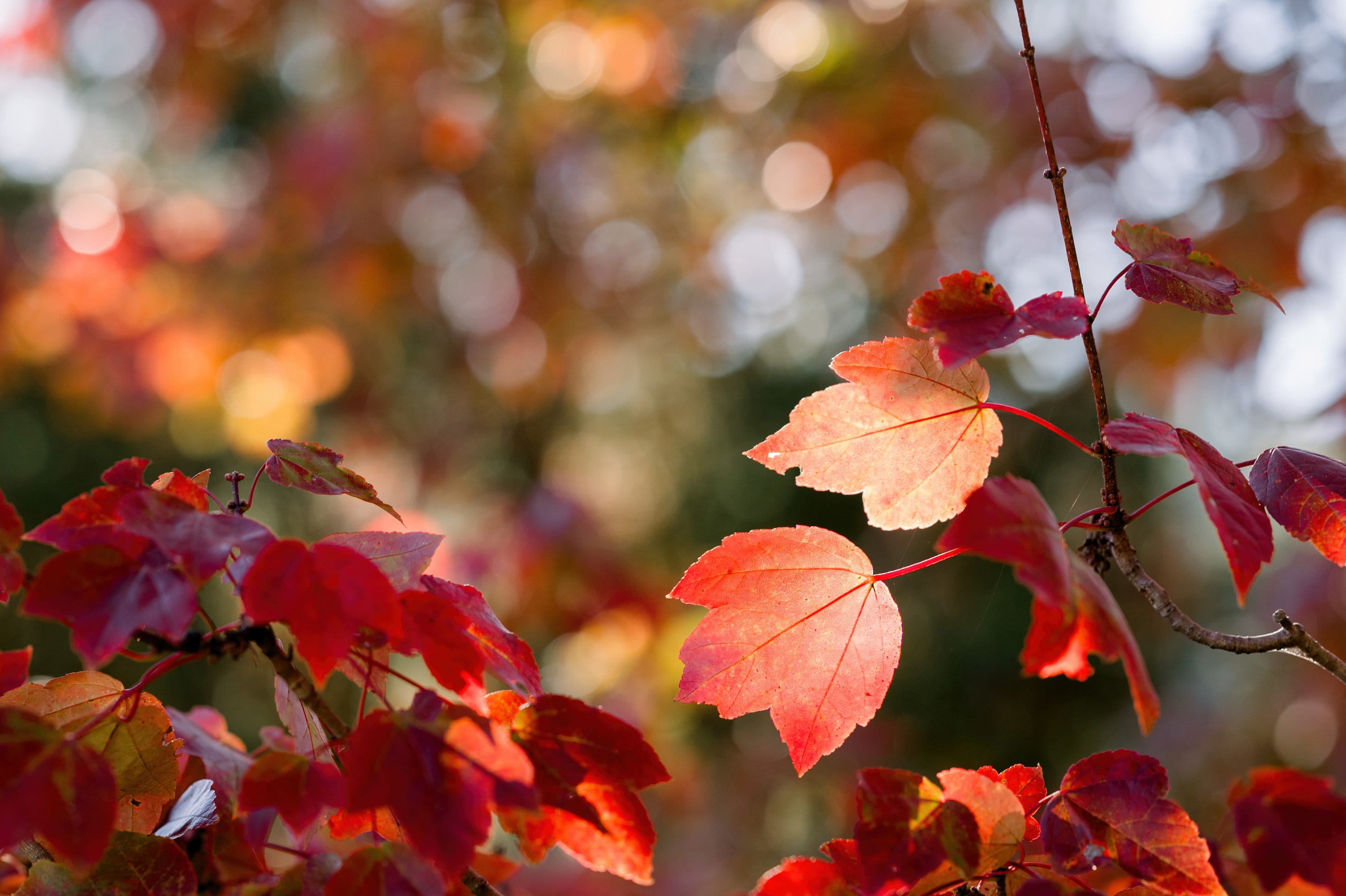 Autumn Equinox Rituals + Guidebook - by Sara McCormick