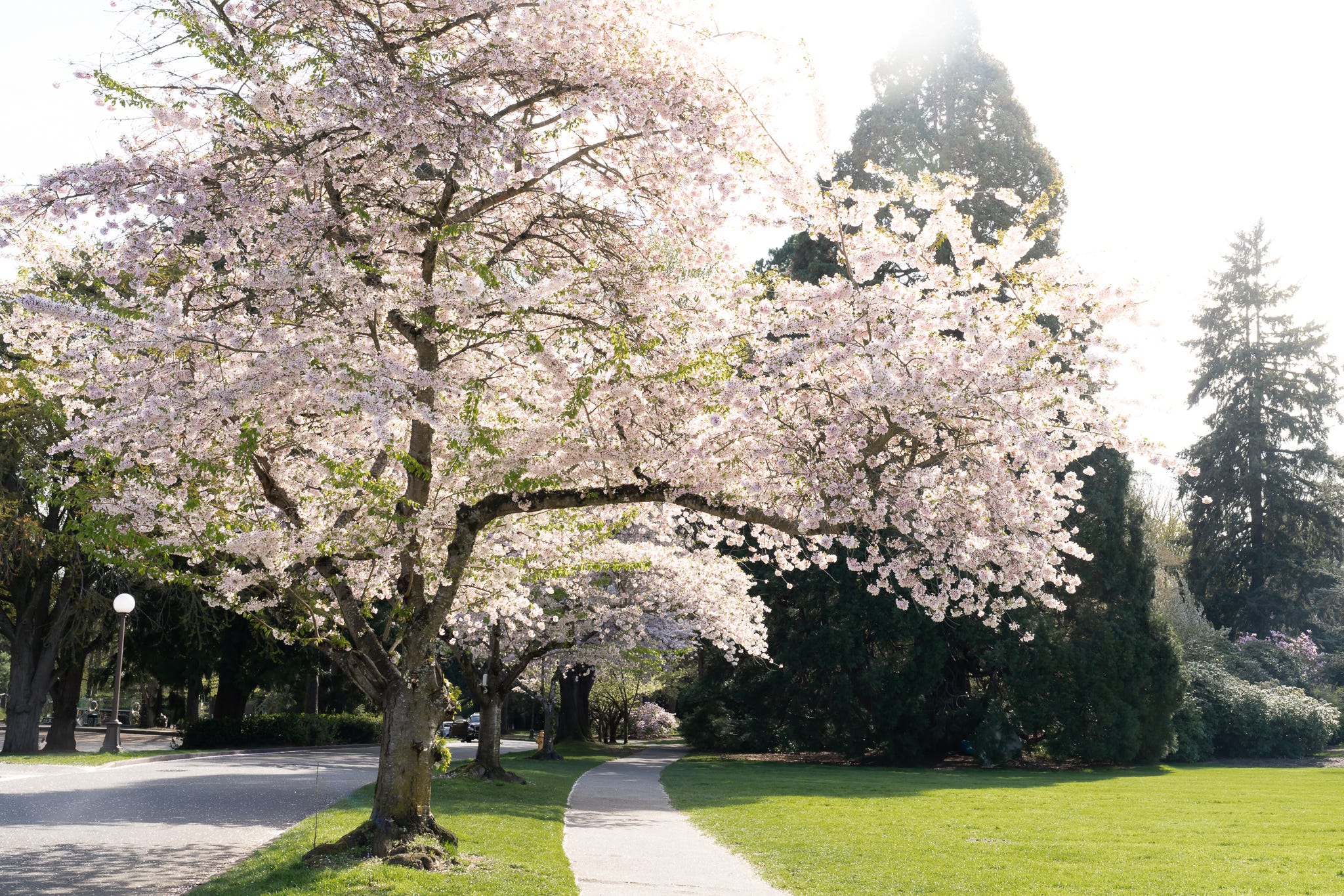 Blooming Trees and the Promise of Spring